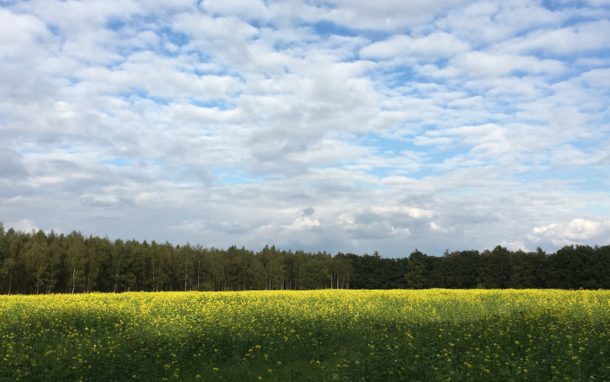 Expats in the Netherlands: The Leenderbos is a 4-seasons city escape